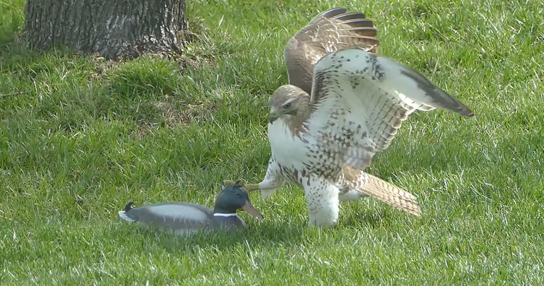 Duck vs. Hawk: Embarrassing display of nature caught on video ...
