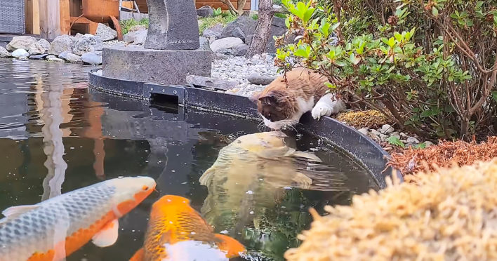 Gentle cat loves to pet friendly Koi fish
