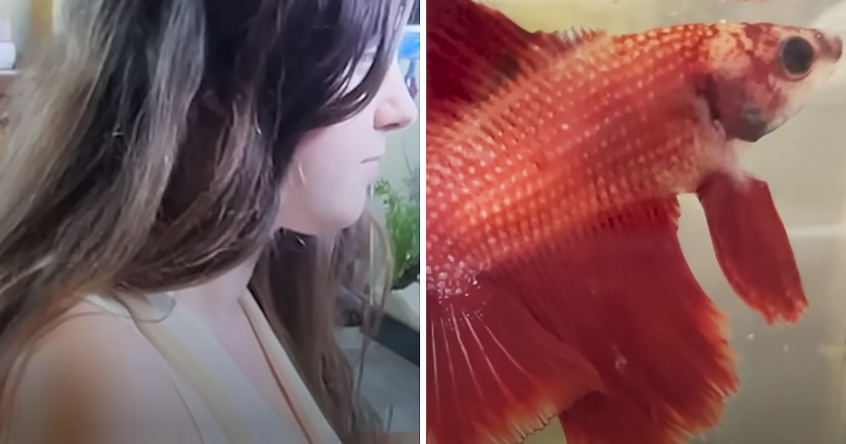 Miracle-working girl helps her Betta fish regrow his missing tail