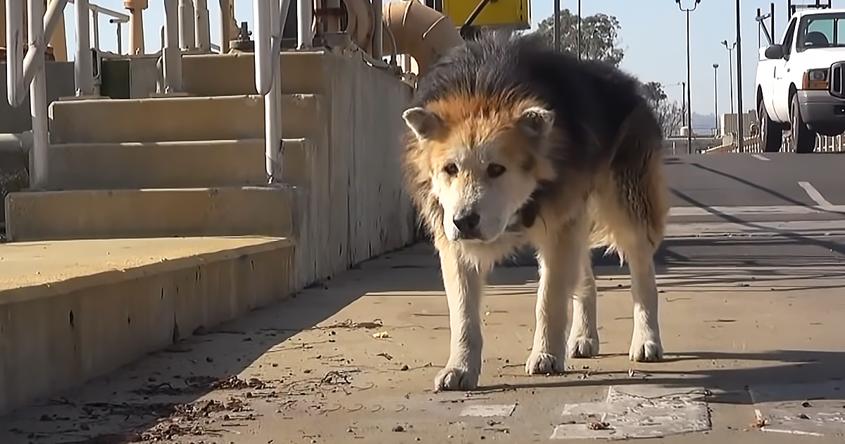 Rescued senior dog becomes puppy again in heartwarming video