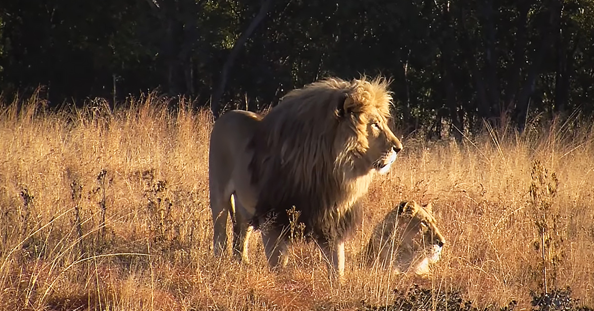 Sanctuary supports lion conservation with breathtaking video