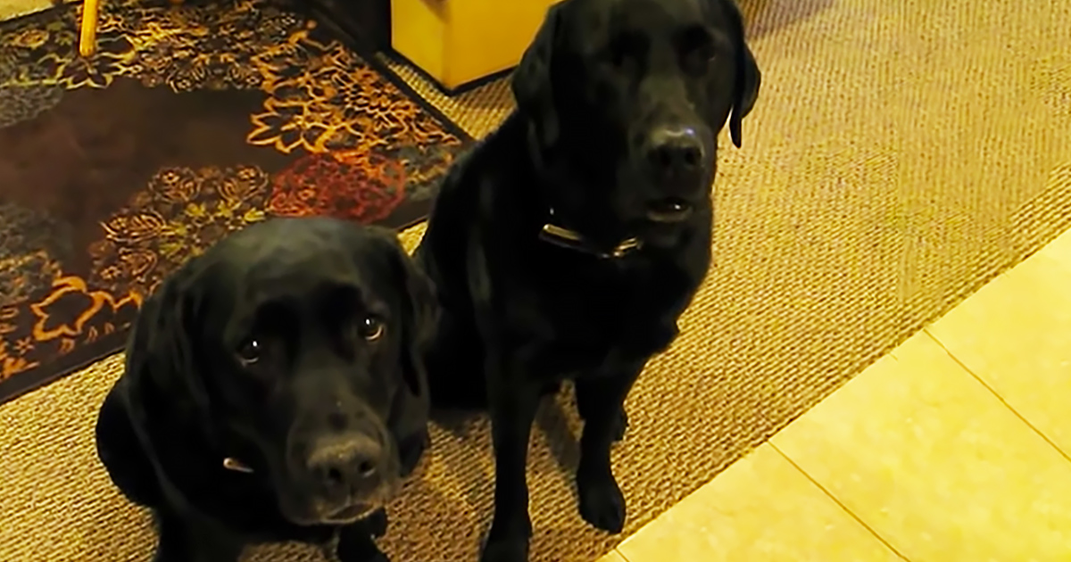 Cute Labrador hilariously snitches on sister for stealing cookie ...