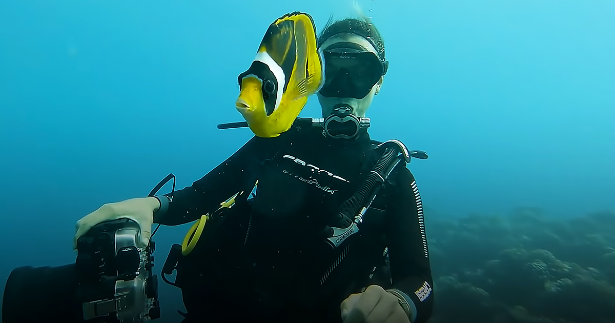 Fish loves to greet his favorite diver and bring her treasures