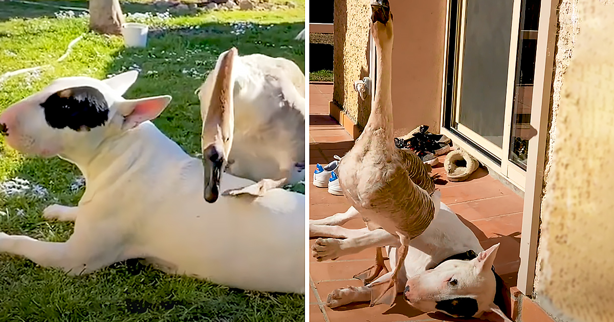 Goose walks on her dog brother’s head to wake him up, honking in triumph