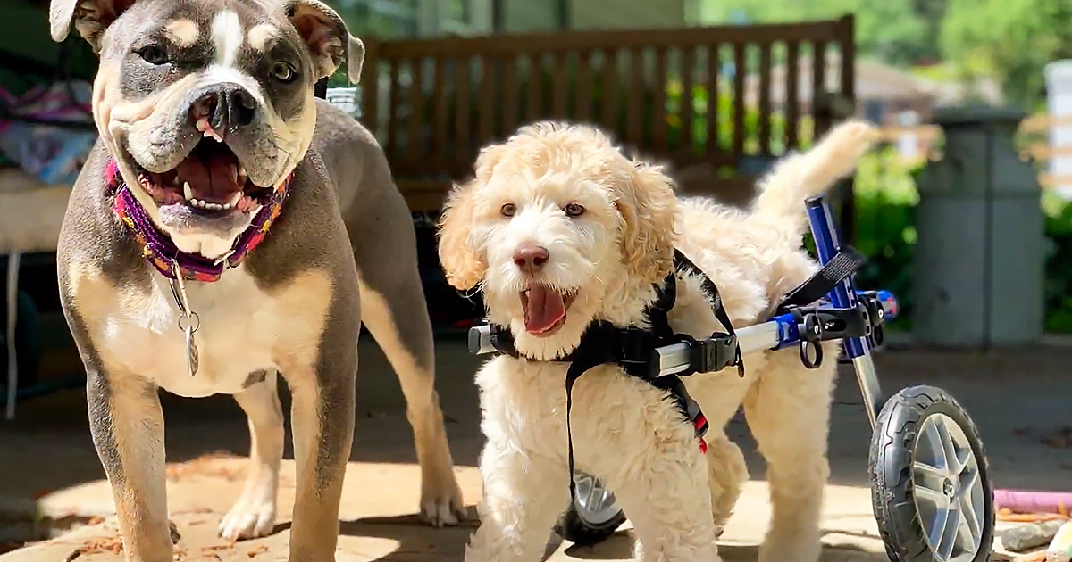 Heartwarming moments in disabled dog’s exuberant life spread hope