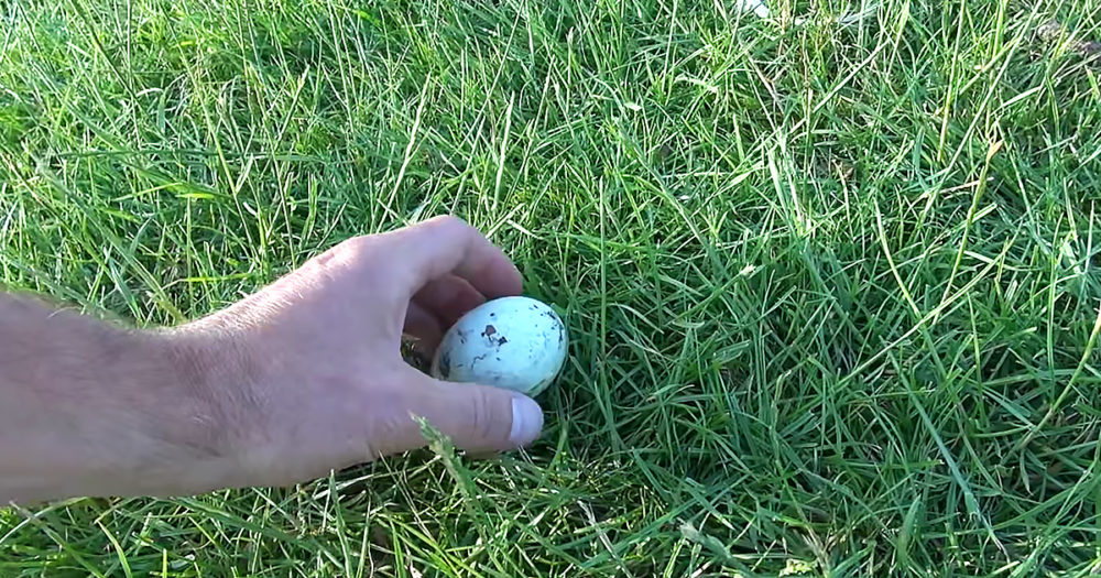 Man rescues rarest ducklings on earth saving them from extinction ...