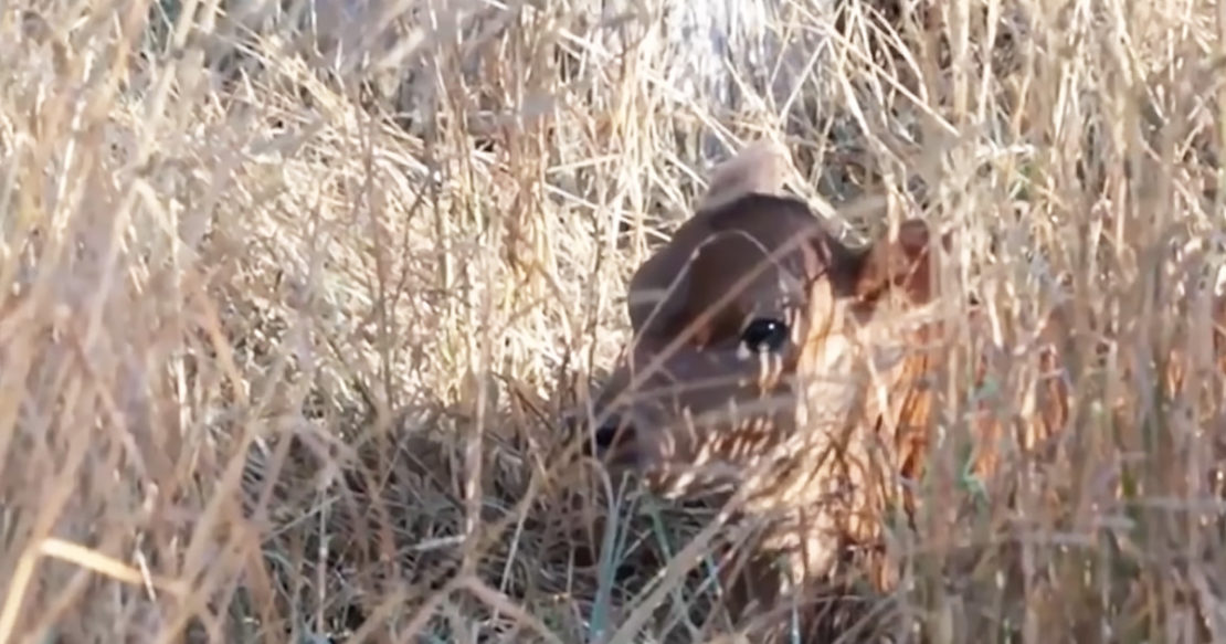 Scared mama cow hides calf from humans only to be pleasantly surprised ...