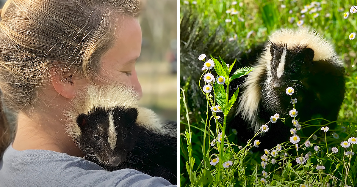 Woman rescues injured little skunk and raises him as her own