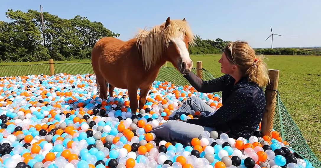 11 miniature ponies surprised by a pool full of 30,000 balls – Madly Odd!