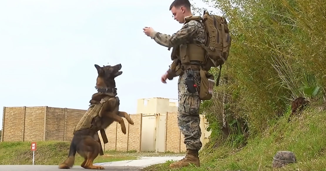 America’s smart military K9s take commands from a radio. – Madly Odd!