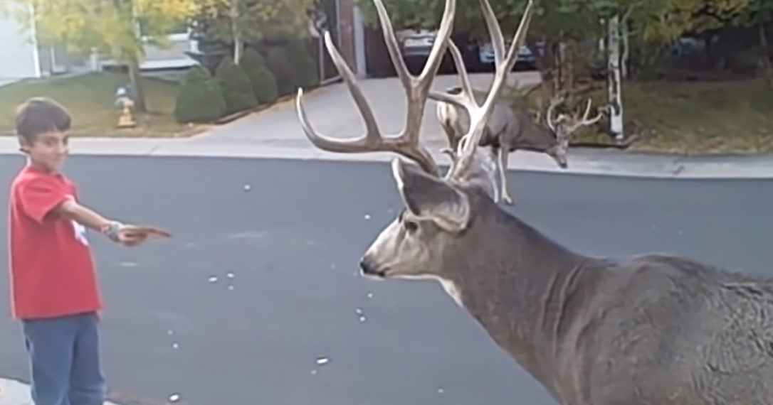 Dad films sons feeding wild bucks in hair-raising home video – Madly Odd!