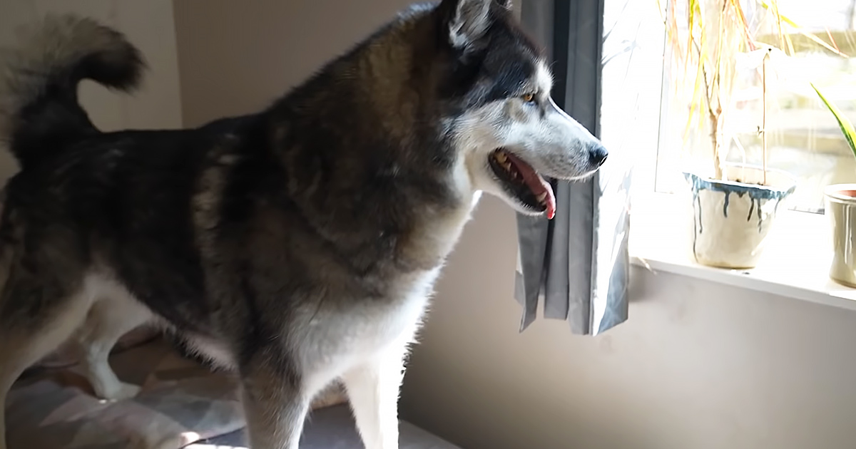 Detective Husky determined to crack the case. – Madly Odd!