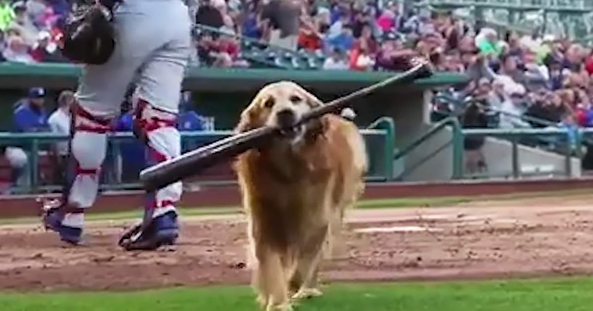 Golden Retriever hired as a batboy at baseball games