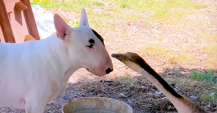 Goose walks on her dog brother’s head to wake him up, honking in triumph