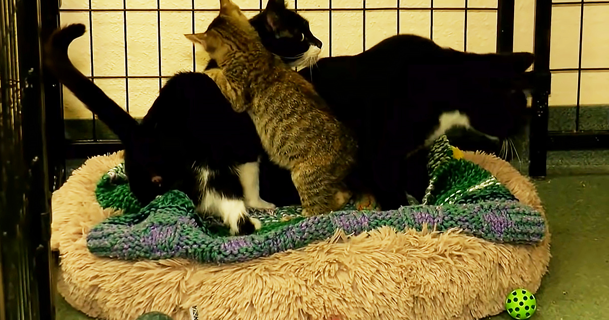 Kitten learns to be ‘seeing eye’ cat for blind cat – Madly Odd!