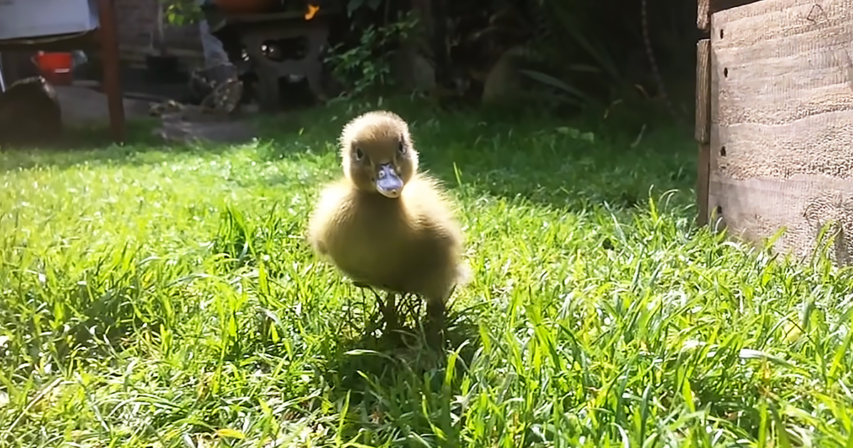 Man rescues rarest ducklings on earth saving them from extinction ...
