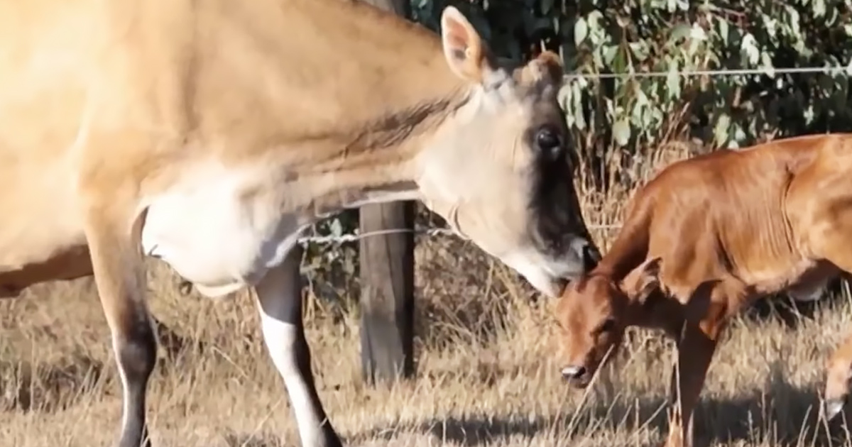 Scared mama cow hides calf from humans only to be pleasantly surprised ...