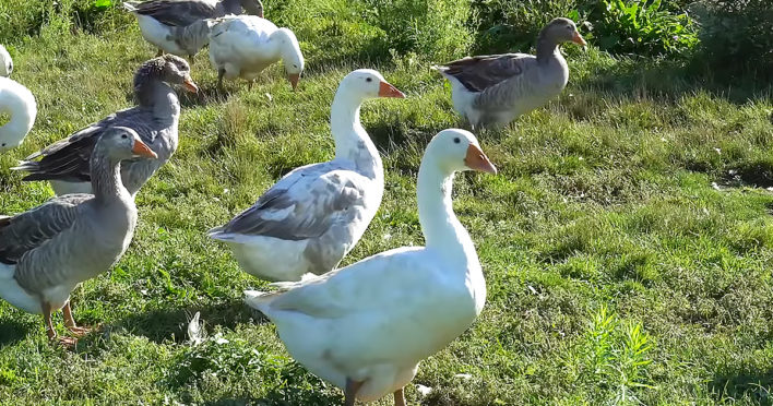 Time flies for these geese as they hatch and grow on picturesque farm ...