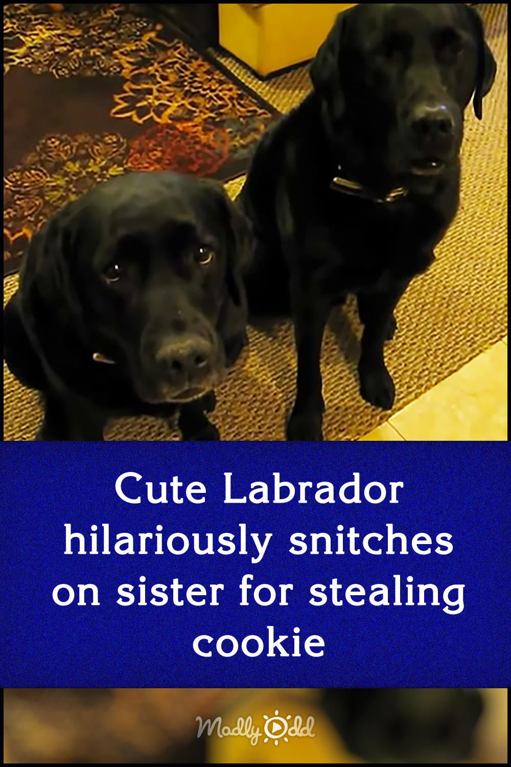Cute Labrador hilariously snitches on sister for stealing cookie ...