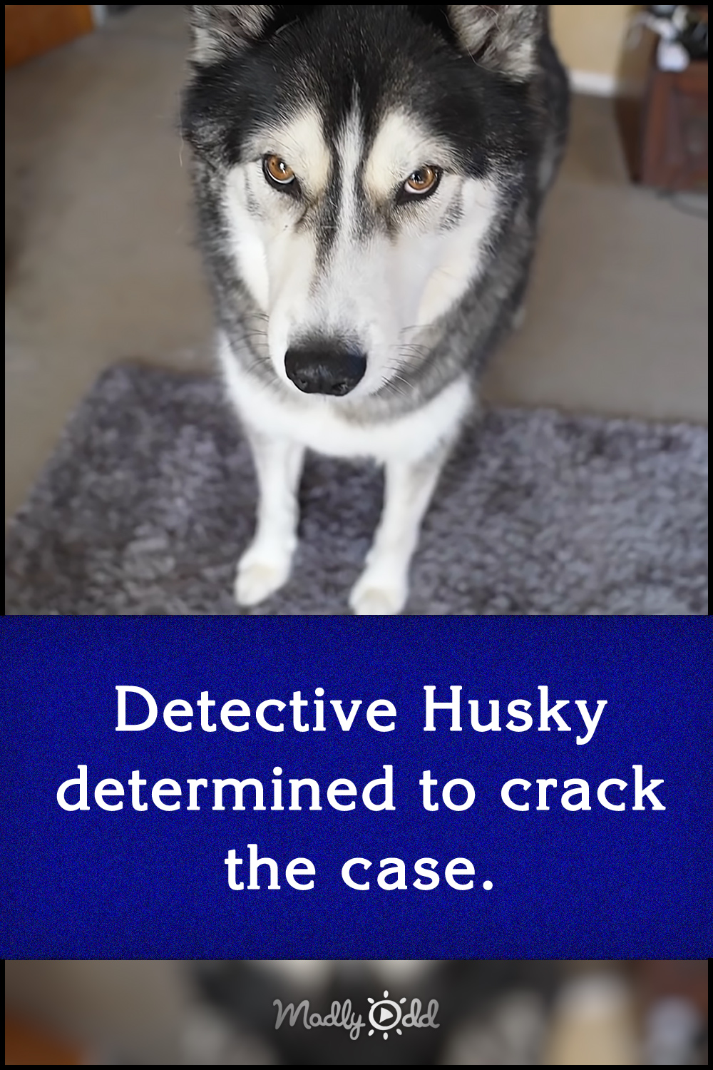 Detective Husky determined to crack the case. – Madly Odd!