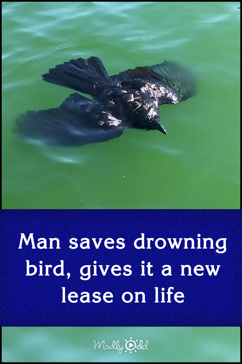 Man saves drowning bird, gives it a new lease on life