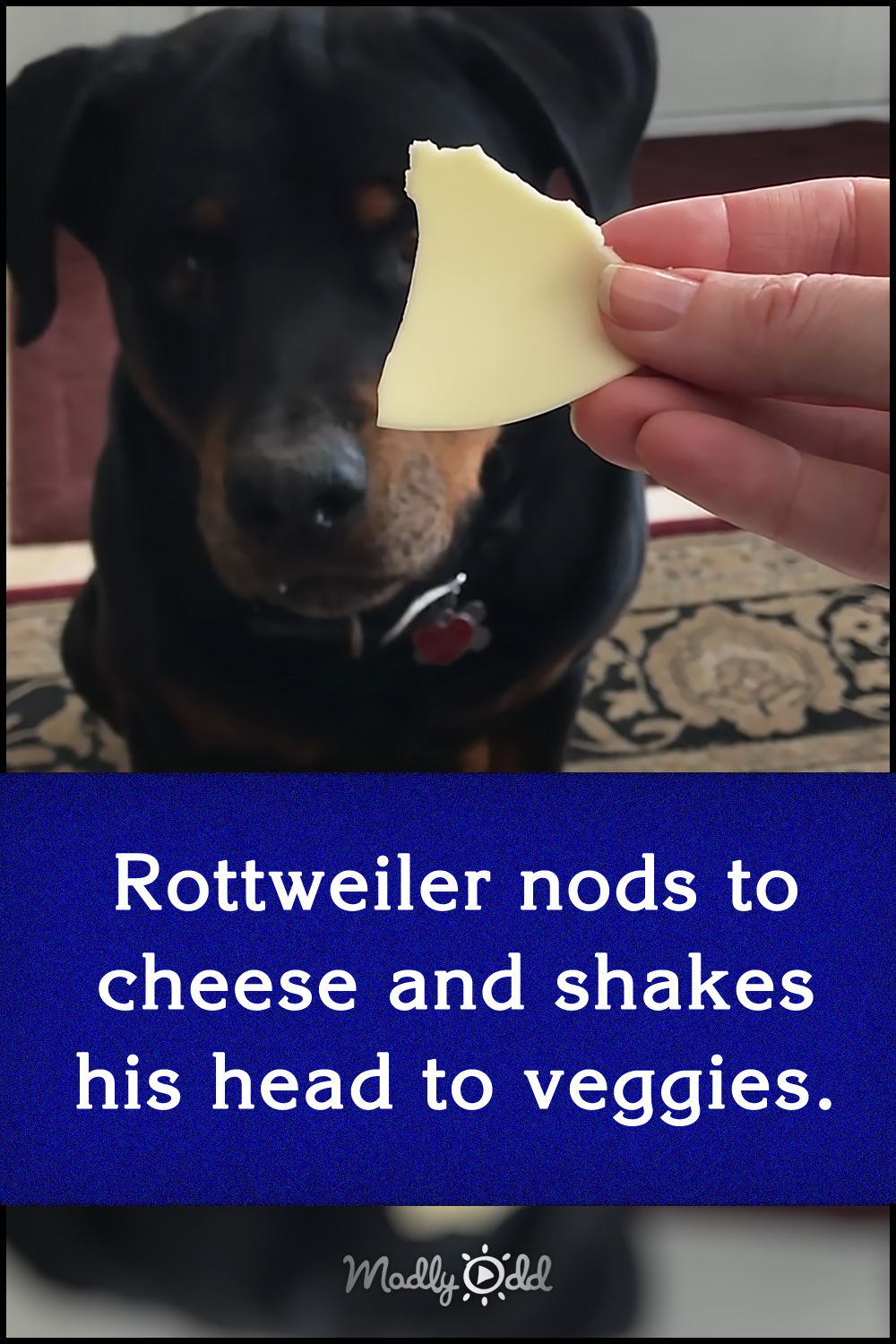 Rottweiler nods to cheese and shakes his head to veggies. – Madly Odd!