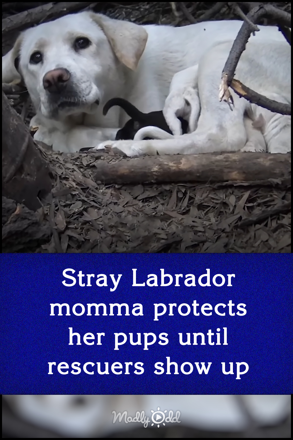 Stray Labrador momma protects her pups until rescuers show up – Madly Odd!