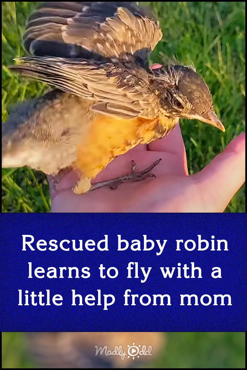 Rescued baby robin learns to fly with a little help from mom – Madly Odd!