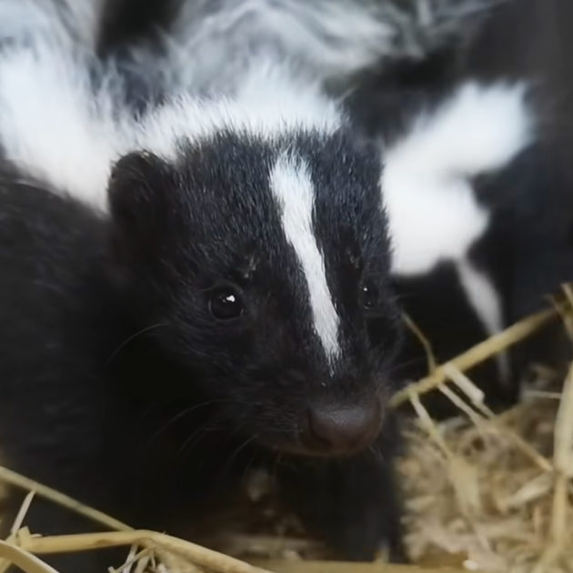 Baby skunk adorably stomps feet to remind us he's in charge