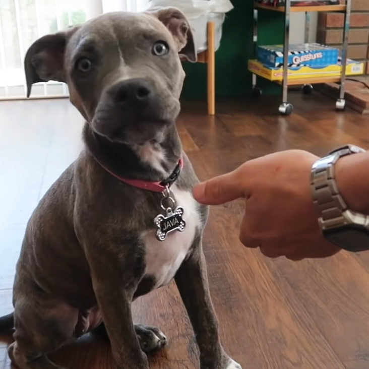 Adorable partially deaf Pitbull puppy understands sign language – Madly ...