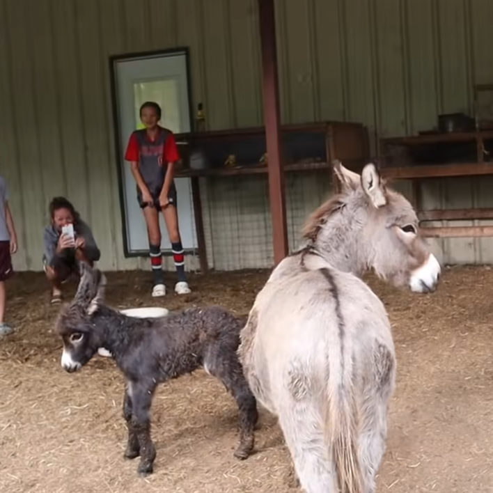 Newborn miniature donkey’s protective mama won’t let anyone get close ...