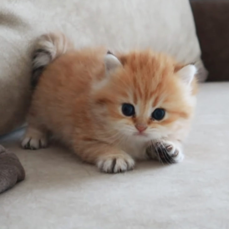 “Dangerous” kitten causes cuteness overload in adorable and funny video ...