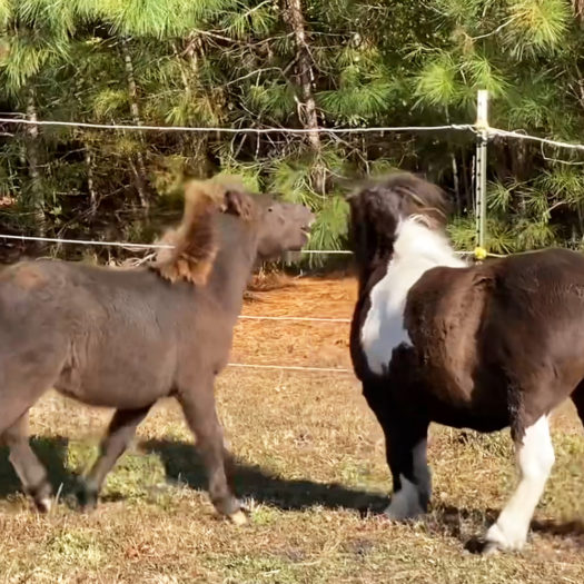 Two adorable miniature horses spend afternoon playfighting – Madly Odd!