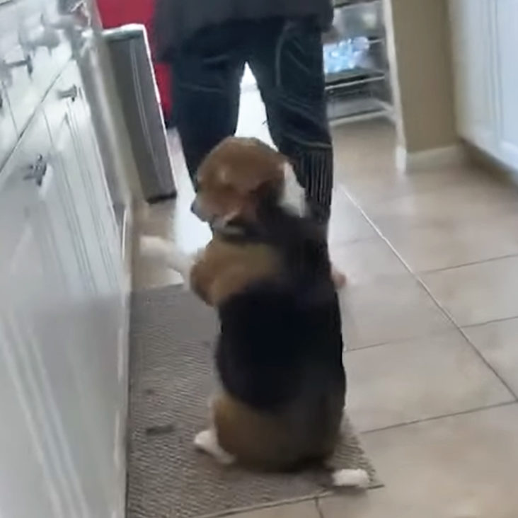 Beagle busts a move with grandma – Madly Odd!