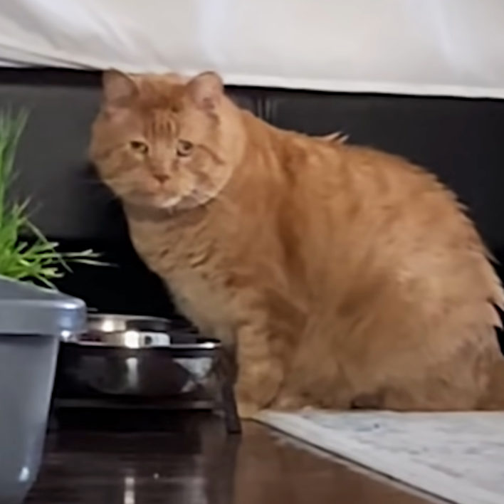 After 84 Long Days, Foster Mother Finally Wins Over Untamed Cat – Madly ...