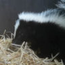 Baby skunk adorably stomps feet to remind us he's in charge