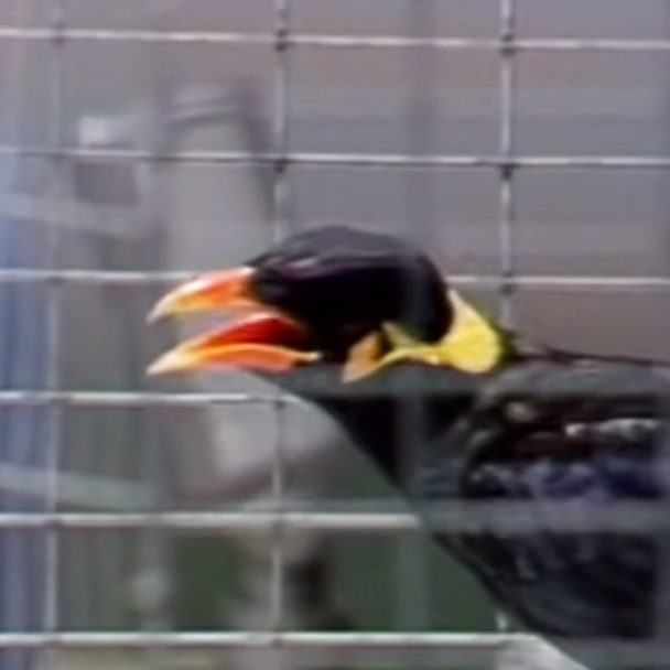 Johnny Carson has a laugh with sassy talking bird on ‘The Tonight Show’
