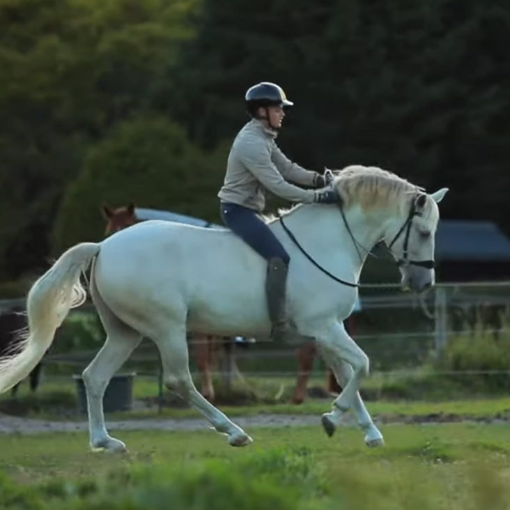 Majestic white horse shows off his moves in dramatic video