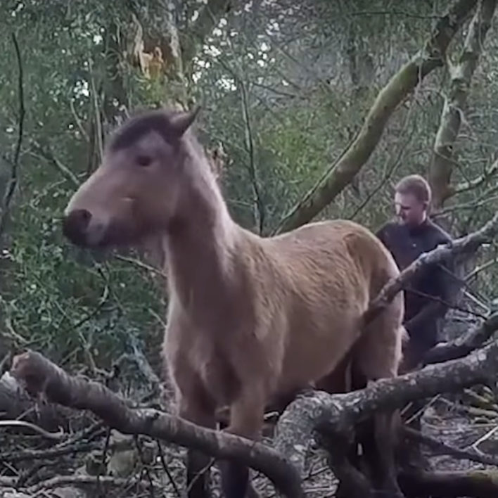 Pony stuck under heavy branches rescued by kind man passing by