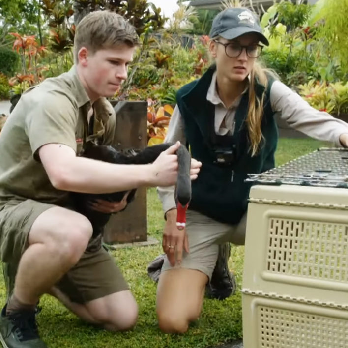 Robert Irwin takes after his father to rescue a black swan – Madly Odd!