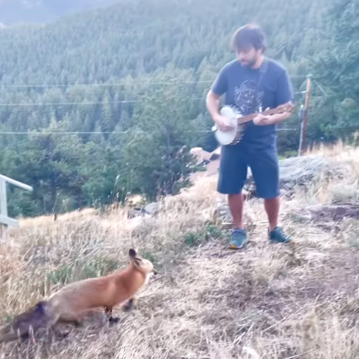 Wild Fox asks for encore from banjo player in the mountains