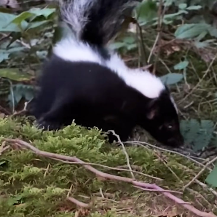 Baby skunk adorably stomps feet to remind us he’s in charge – Madly Odd!