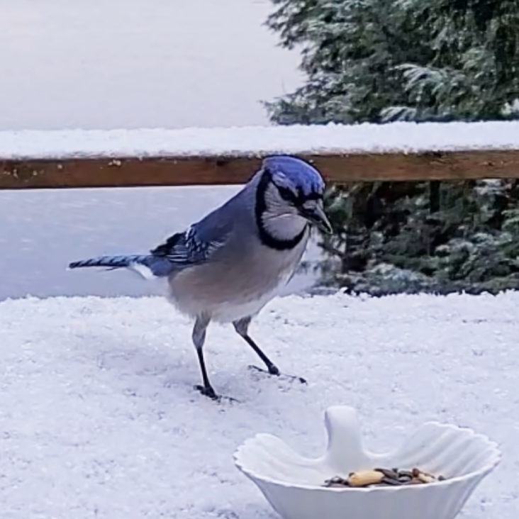 Blue Jay responds to woman’s clapping, becomes regular visitor – Madly Odd!