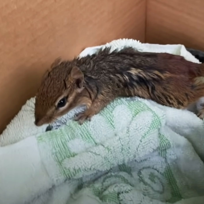 Chipmunk that almost drowned gets new life after girl saves him