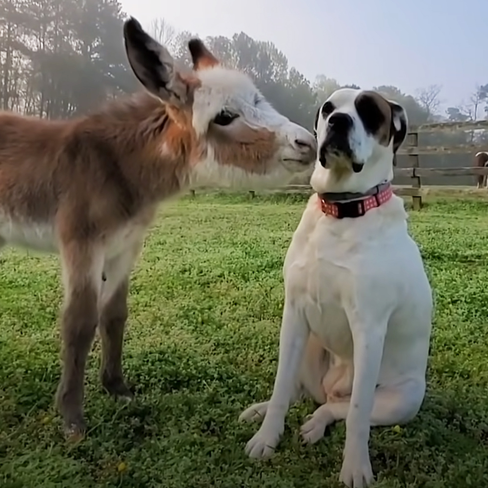 Dog obsessed with newborn donkey develops unbreakable bond
