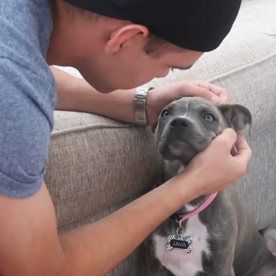 Adorable partially deaf Pitbull puppy understands sign language – Madly ...