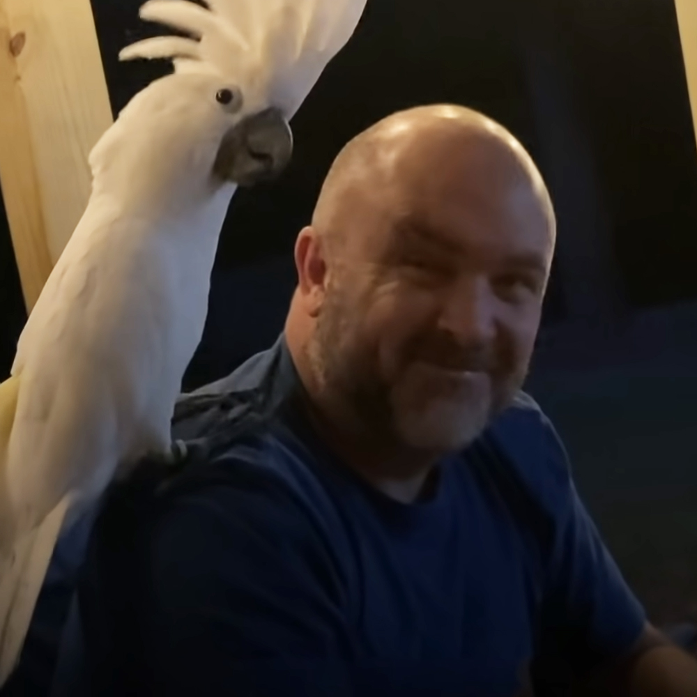 Loyal cockatoo can't wait for dad to get home from work every day