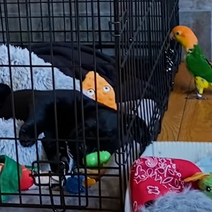 Attention stealing parrot's antics earn him the title of "biggest drama ...