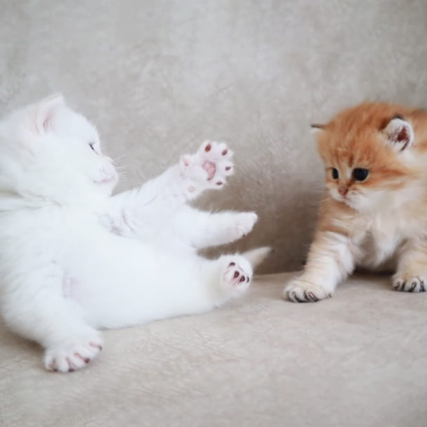 “Dangerous” kitten causes cuteness overload in adorable and funny video ...