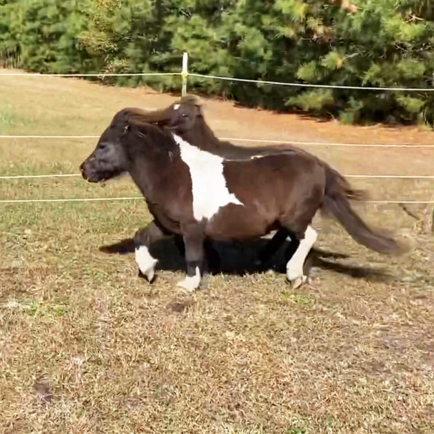 Two adorable miniature horses spend afternoon playfighting – Madly Odd!